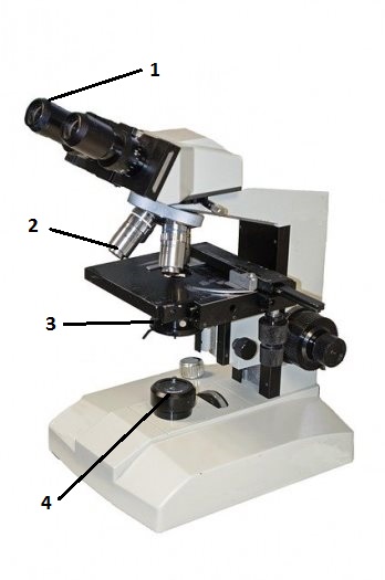 Microscopy and Microorganisms - GCSE Biology Revision
