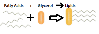 Respiration and Metabolism - GCSE Biology Revision