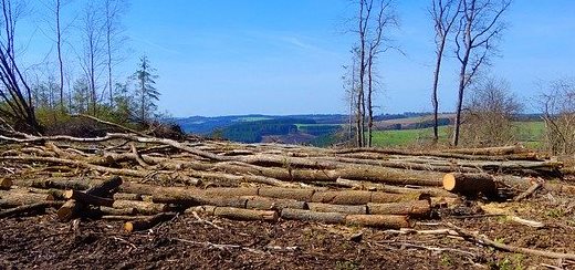 Biodiversity - GCSE Biology Revision