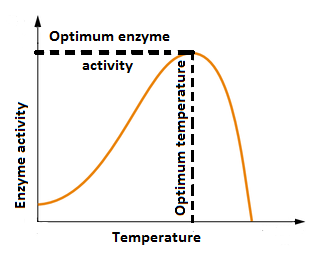 Enzymes and Metabolism - GCSE Biology Revision