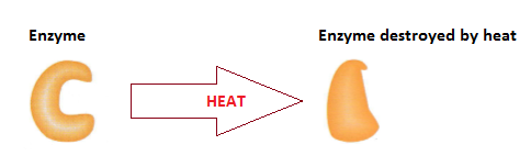 Enzymes and Metabolism - GCSE Biology Revision
