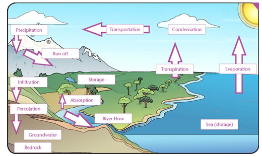 Recycling within ecosystems - GCSE Biology Revision